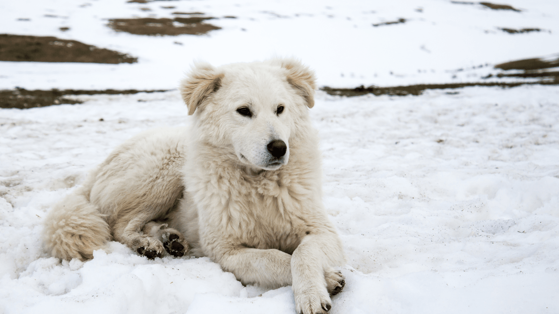 Barking in Italian: 5 Italian Dog Breeds You’ll Love